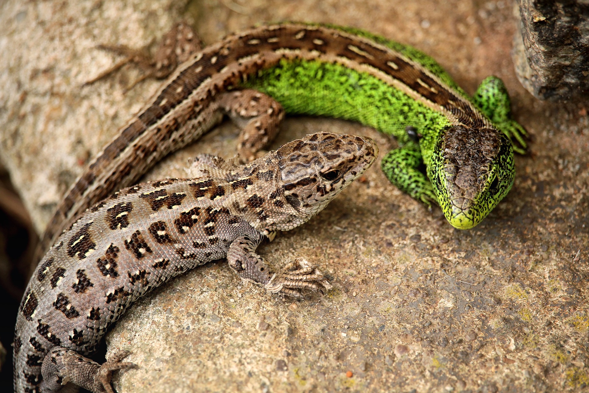 Species protection programme: sand lizards successfully relocated ...